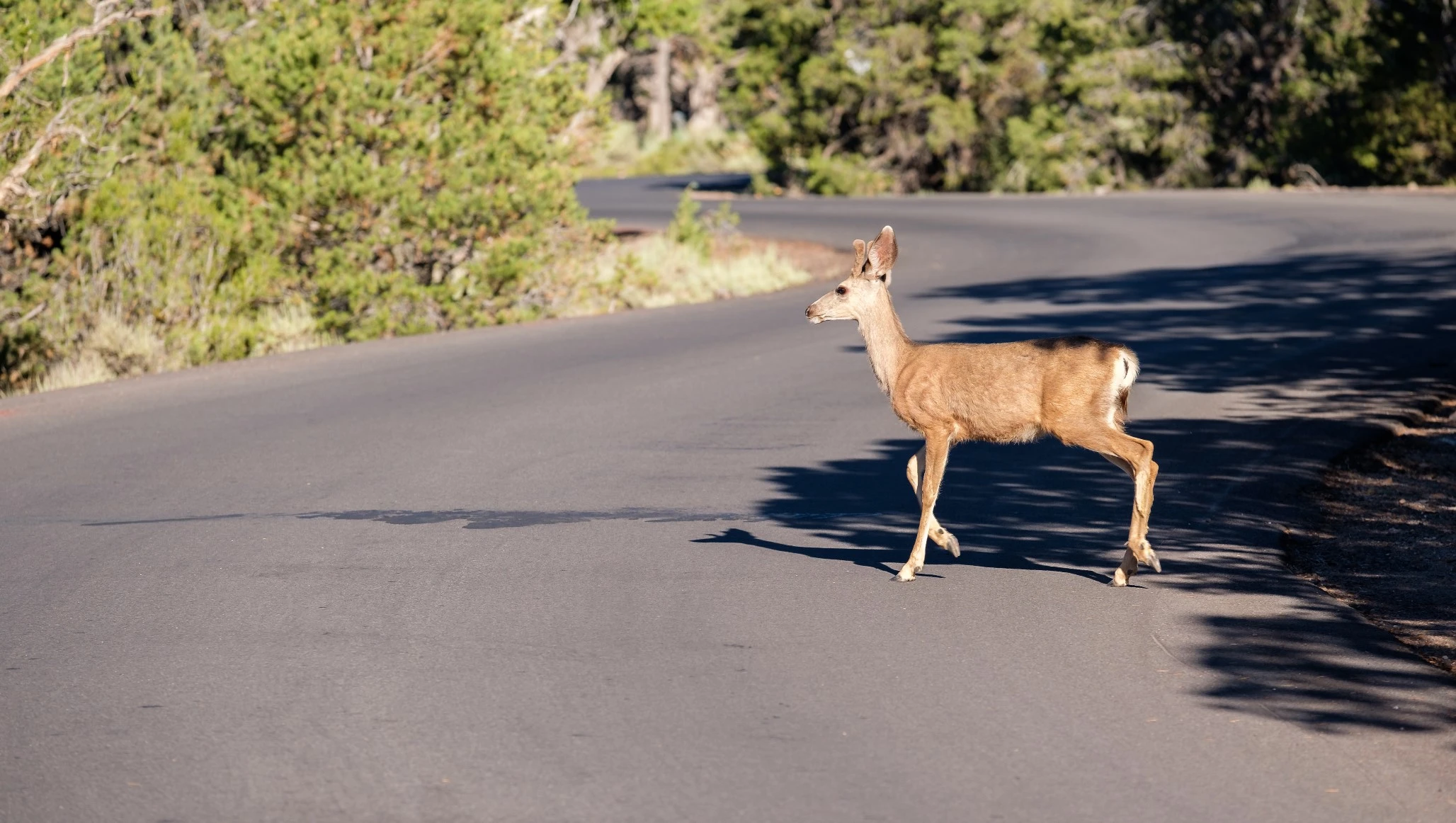 Collision with an Animal: Is it Covered by Insurance? Exploring ...